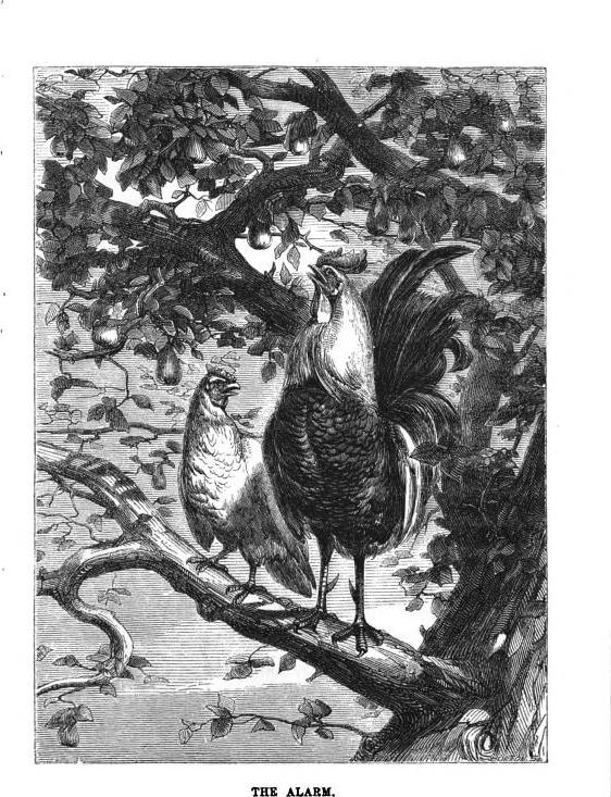 Researching Food History : Chickens roosting in trees