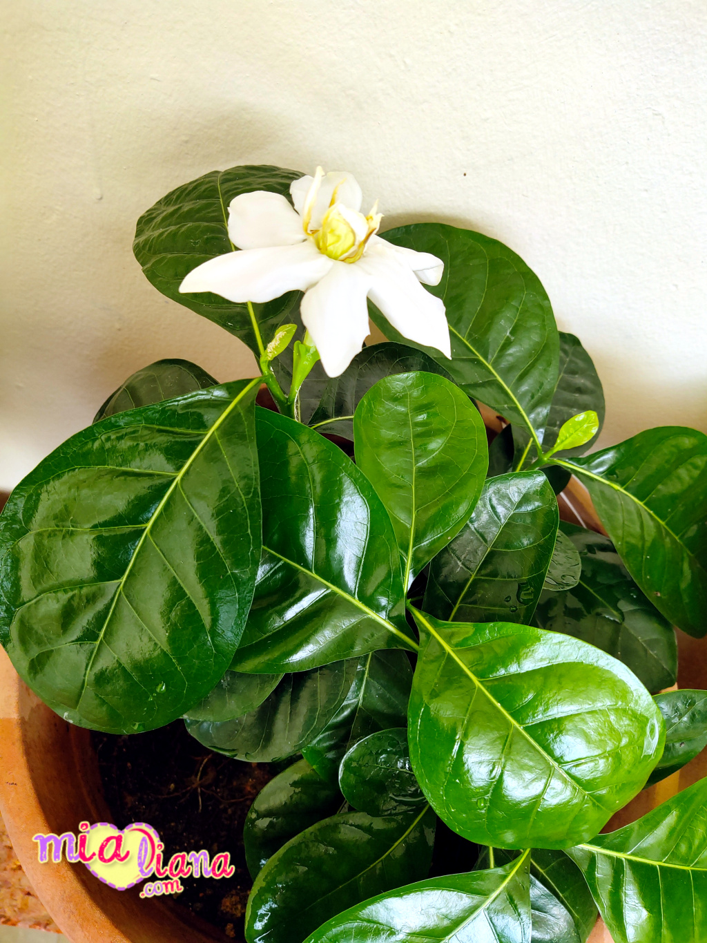 Bunga Cina Yang Pertama