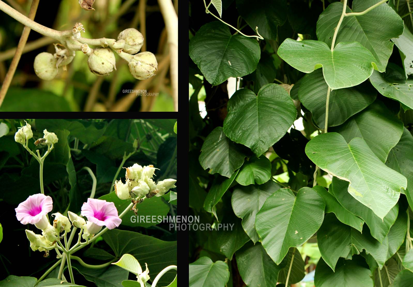 flowers - gireeshmenon: Elephant Creeper