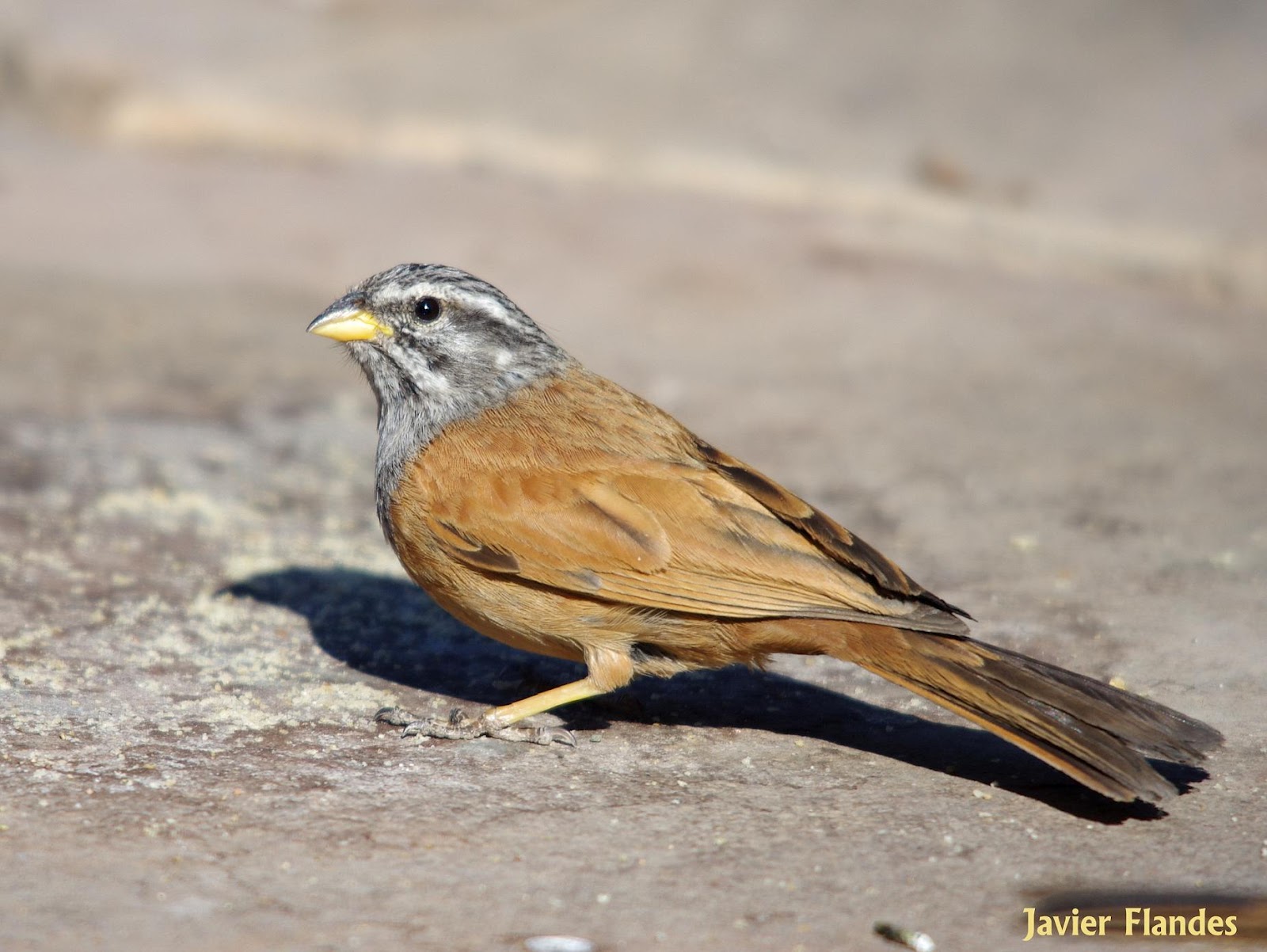 HEGAZTIKLIK: ESCRIBANO SAHARIANO (Emberiza striolata)