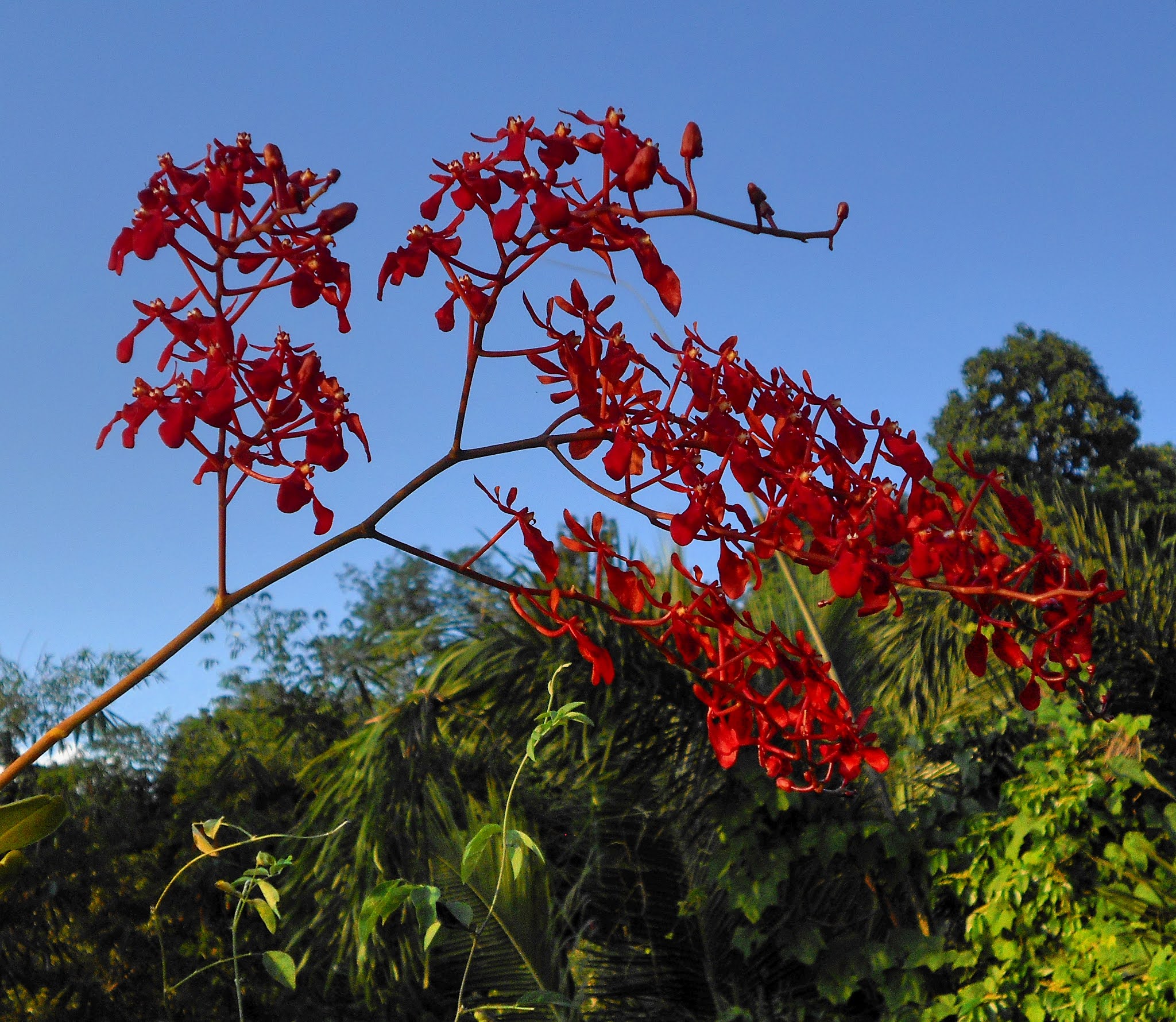 The 'other' fire orchid