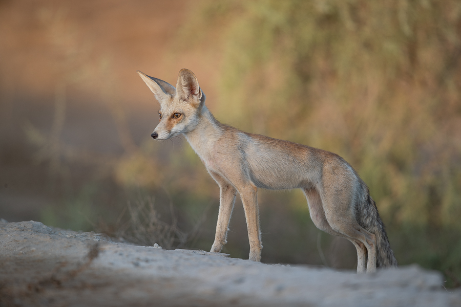 Birds of Saudi Arabia: Arabian Red Fox – Jubail area