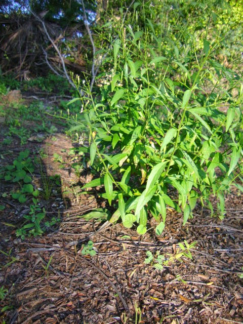 SS Moments: Nilavembu | Andrographis paniculata | Bhu neem / KAlmegh ...