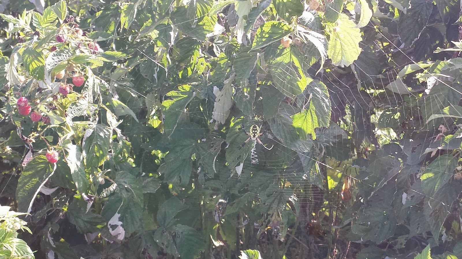 Gust Front Farm: What is Permaculture? Our Farm Goals