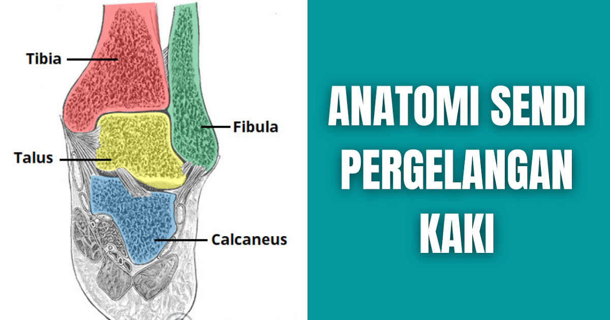 Anatomi Ankle Joint atau Sendi Pergelangan Kaki Pada Manusia - Anatomi ...