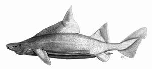 Tiburones en Galicia: Cerdos marinos (fam. Oxynotidae)