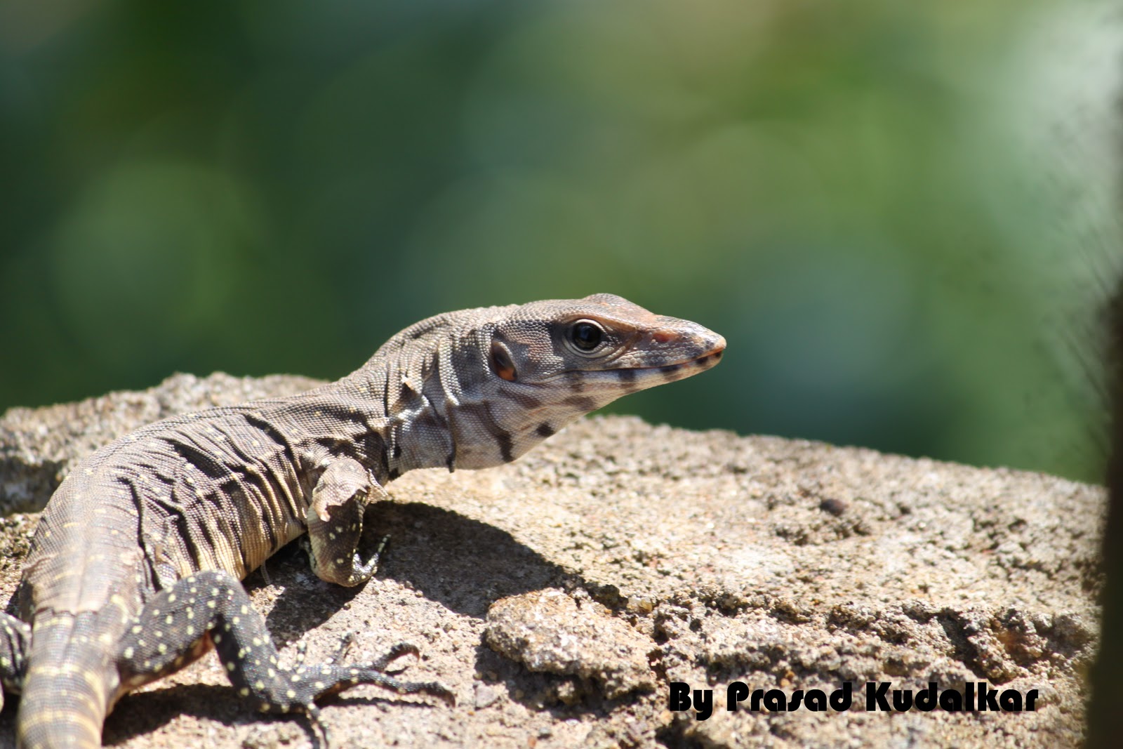 Wild Life Photography in Maharashtra: Reptiles in Maharashtra