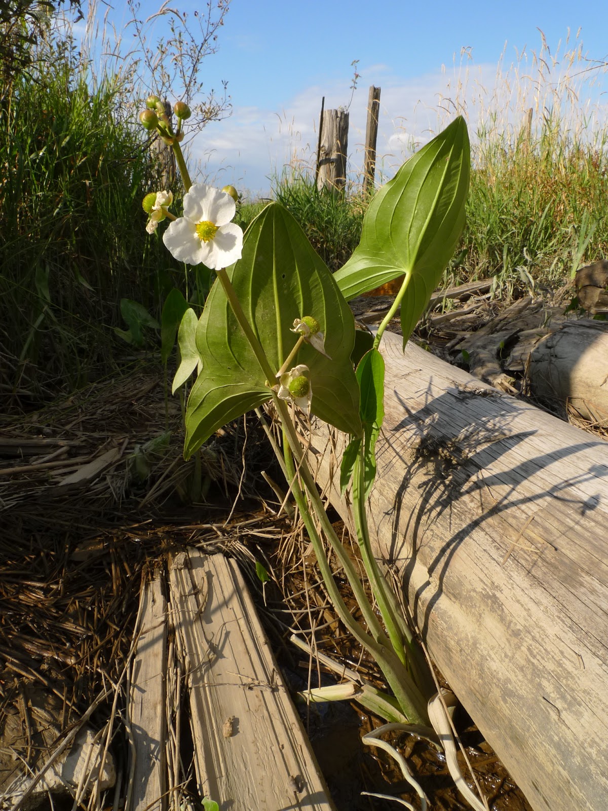 Wild Harvests: Wapato, cultivating native tubers