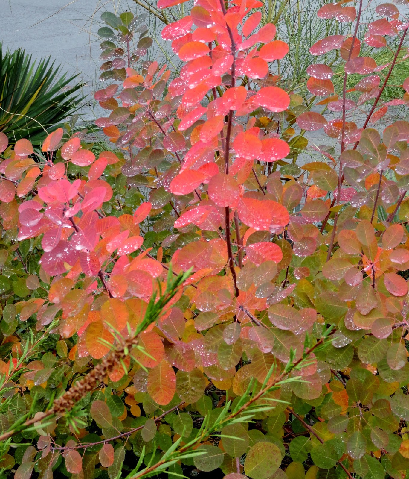 danger garden: Cotinus coggygria ‘Royal Purple' is my favorite plant in ...