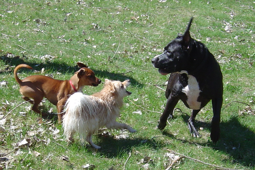 The Dog Blog: What do I do if an unfriendly dog approaches mine at the ...