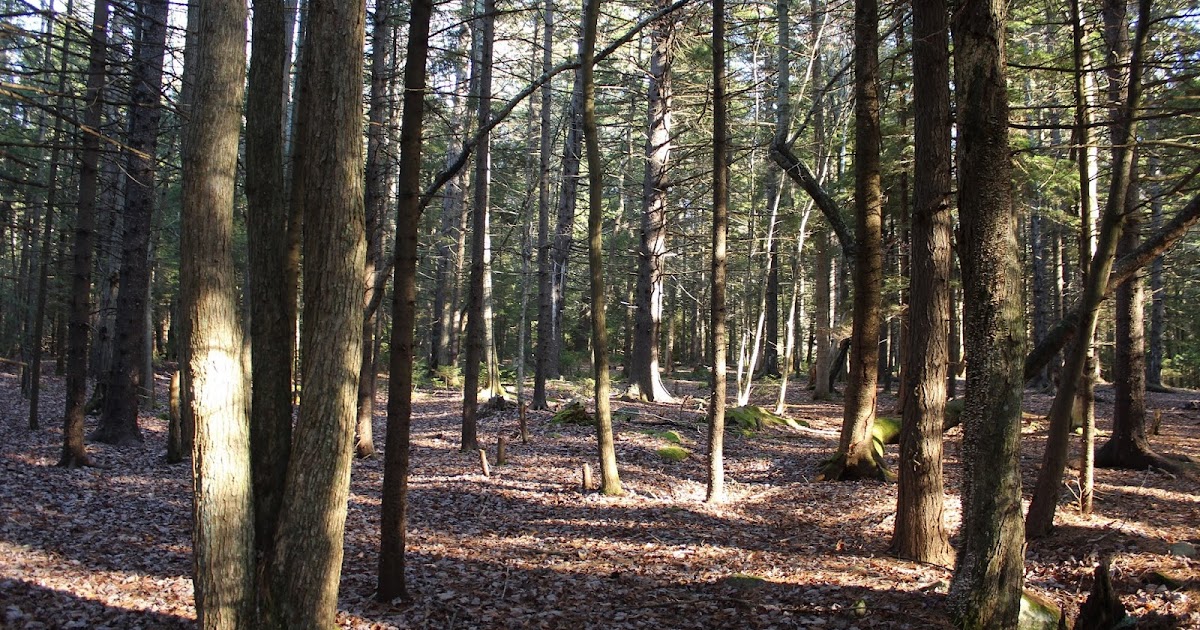 Walking Man 24 7: Thomas Cole Mountain from Colgate Lake(Colgate Lake ...