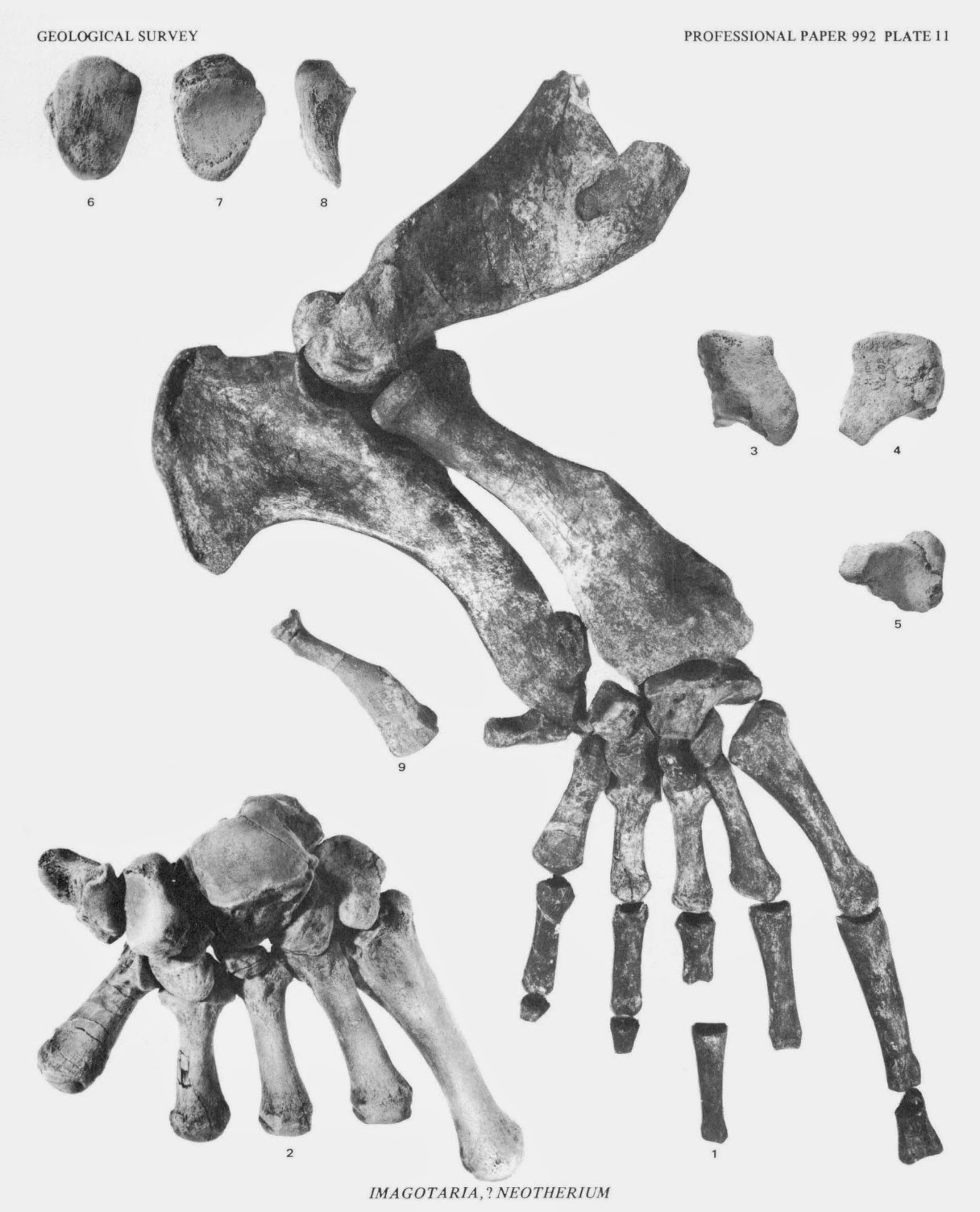 The Coastal Paleontologist, atlantic edition: The evolutionary history ...