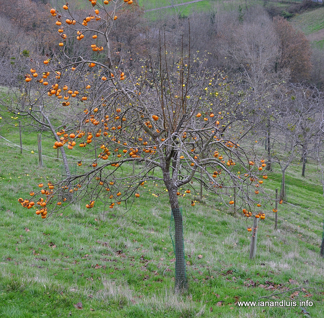 Tales from Toriello: Caqui, Hachiya, Sharon Fruit, Persimmon...