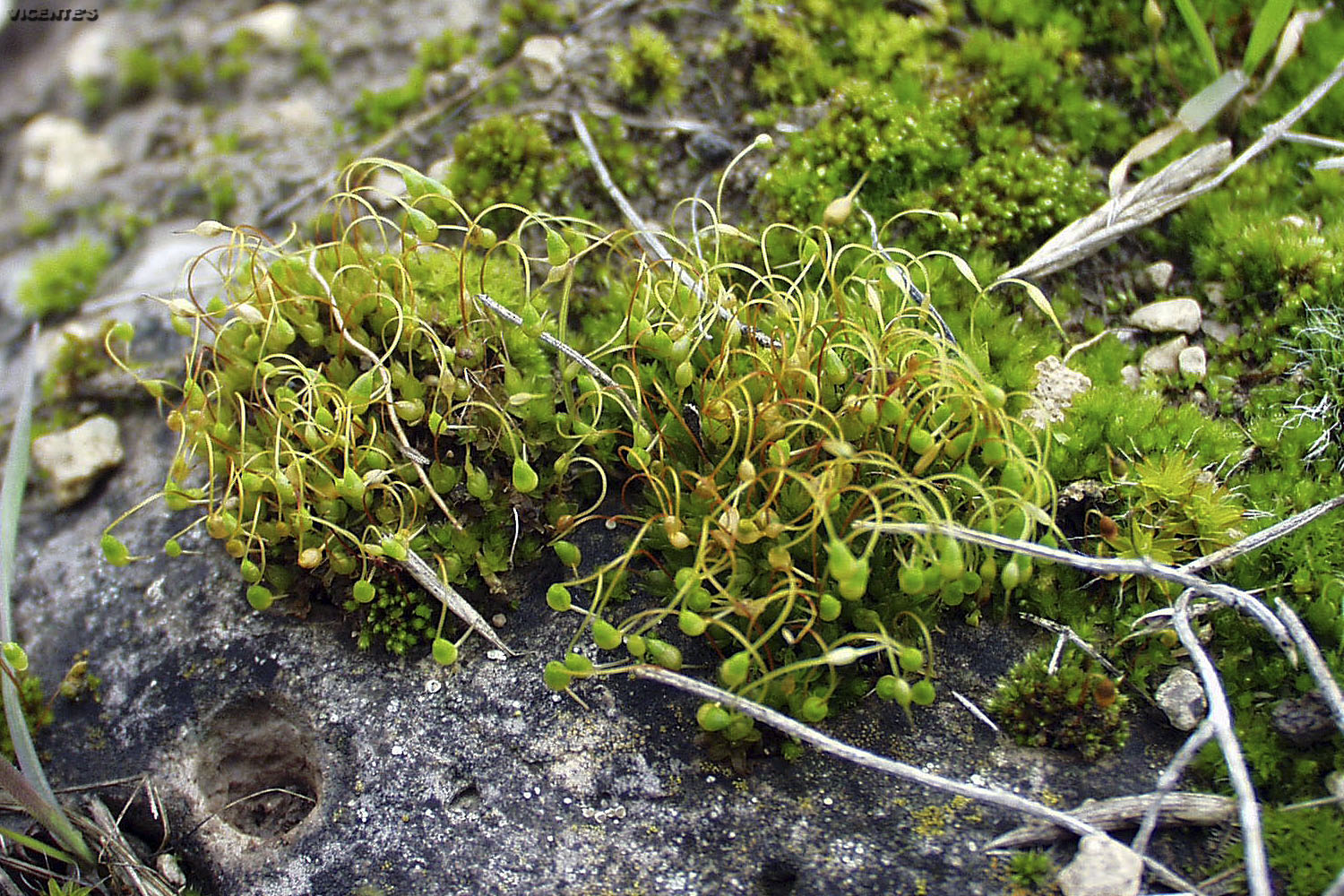 Las flores silvestres de Hormaza: Funaria hygrometrica