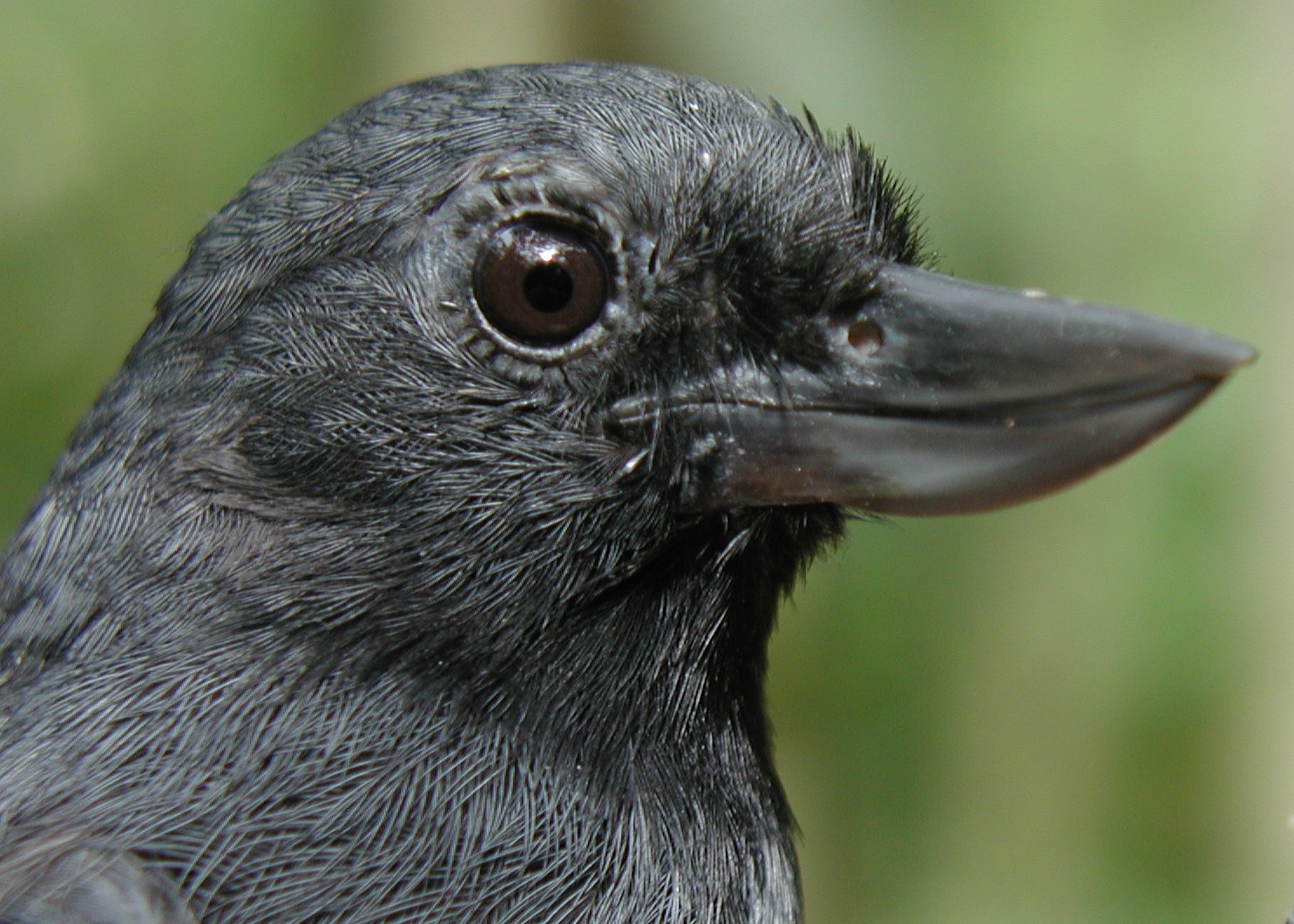 The Curious Naturalist: Re-finding the Recurve-billed Bushbird ...
