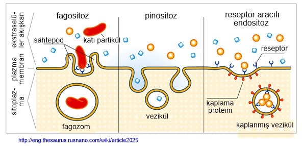 Prof. Dr. Bilsen Beşergil: Endositoz (endocytosis)