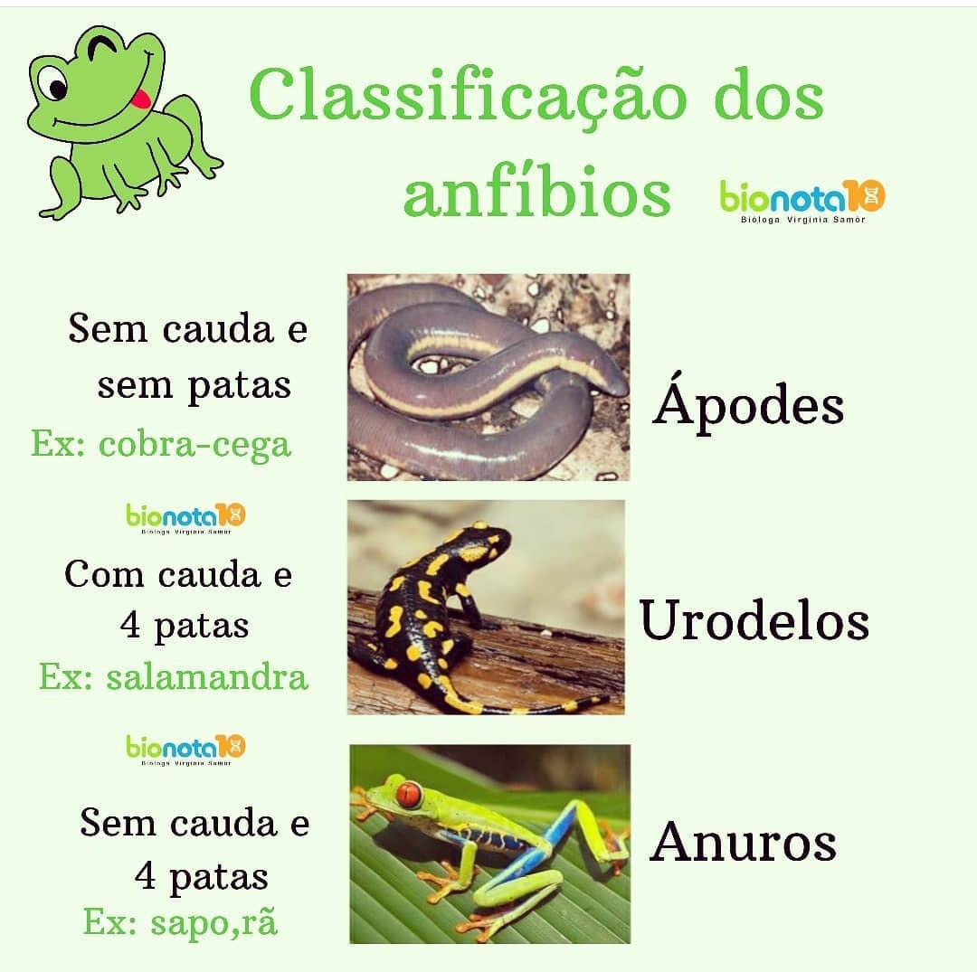 Resumo: Anfíbios | Bio Nota 10
