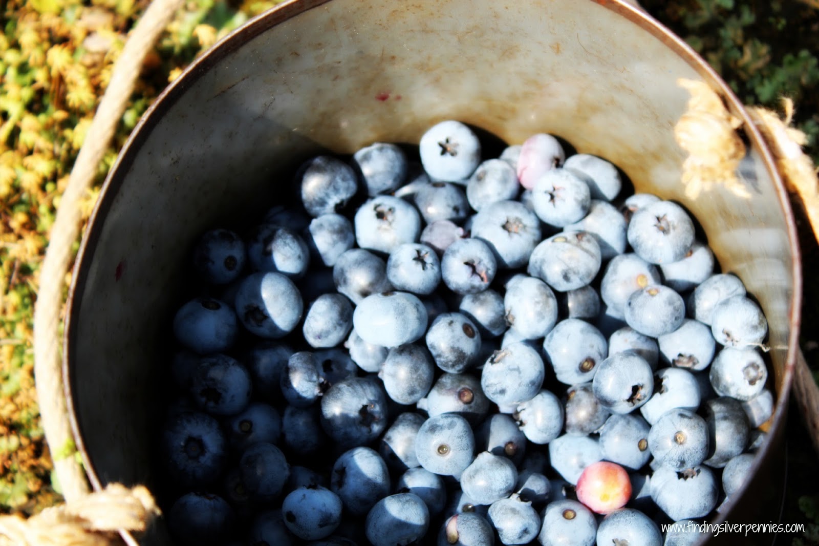 Blueberry of Happiness - Finding Silver Pennies