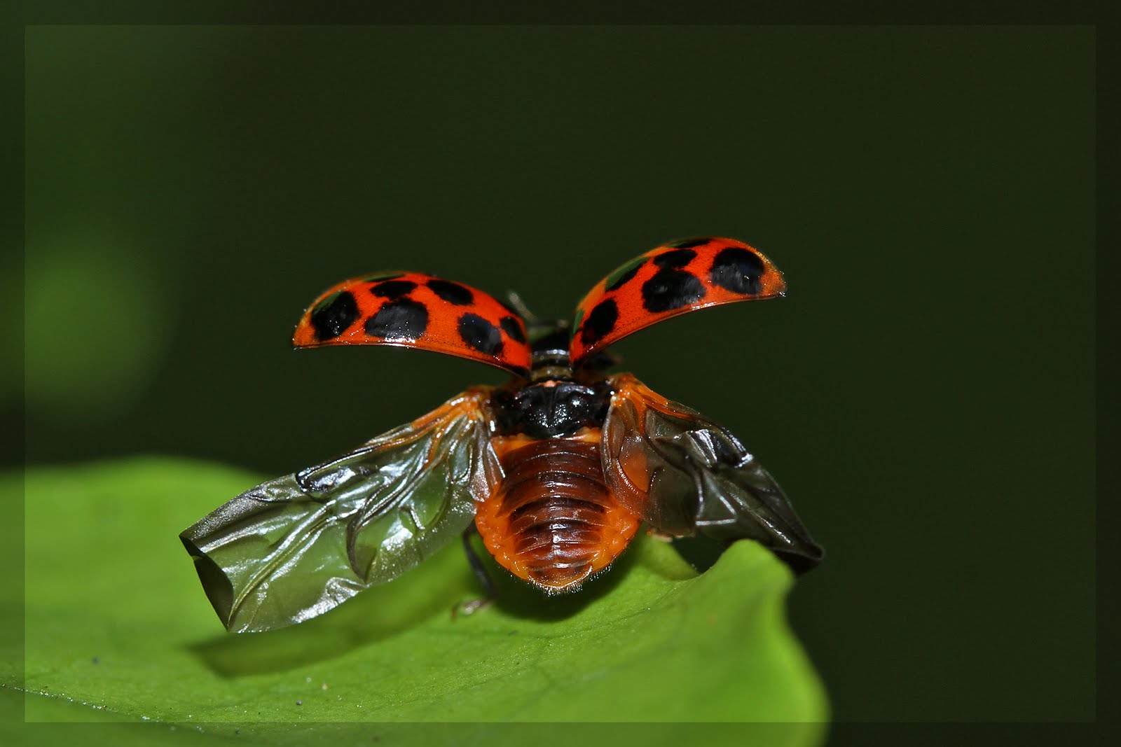 DIVERSIDADE DOS ANIMAIS: JOANINHA