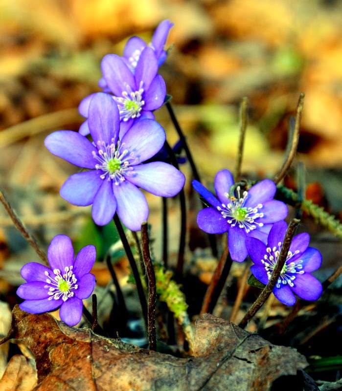 NAŠE ZAHRADY: Léčivé rostliny. Jarní modrá a pestrá krása na listí ...