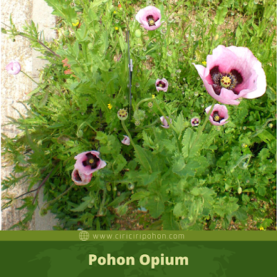 Ciri Ciri Pohon Bunga Opium (Papaver somniferum) Di Alam Liar ...