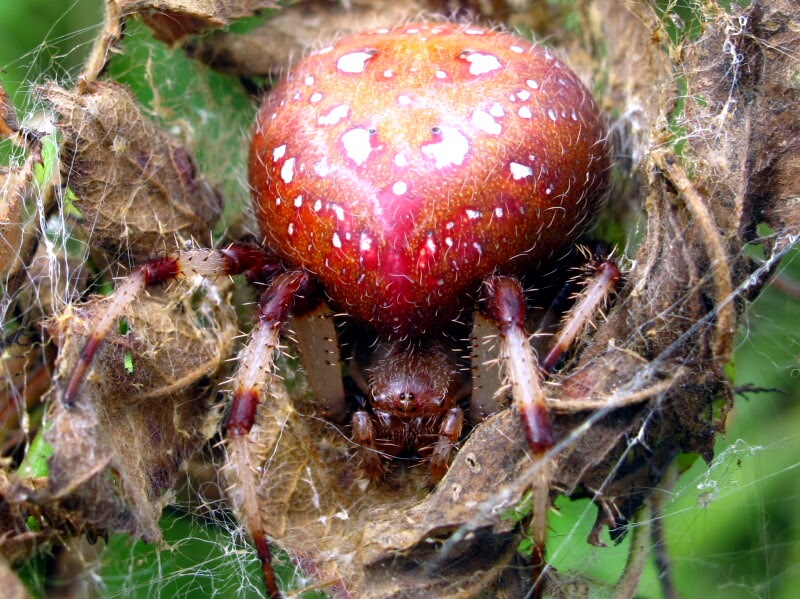 Joyce Road Spiders: Shamrock Orb Weaver