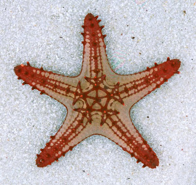 Hovland Photography's Image of the Day: Starfish