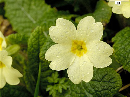 Rosey's Barn: 38 Household Plants that are Toxic to your Pets