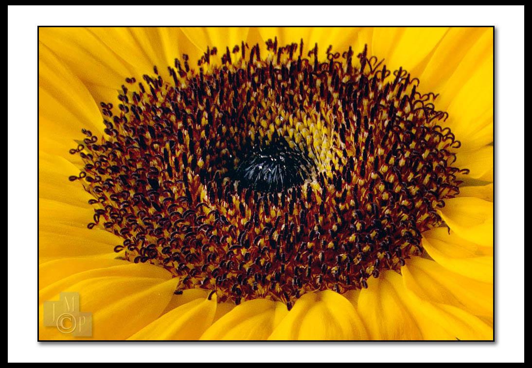 Photomatter Blog: Fractals in nature...the sunflower