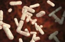 Bacillus Clausii Health Benefits
