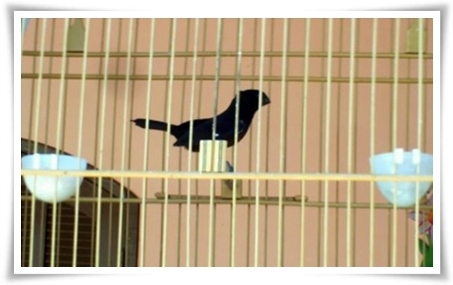 CURIOZEIROS: Criação de Curió para principiantes – Procedimentos ...