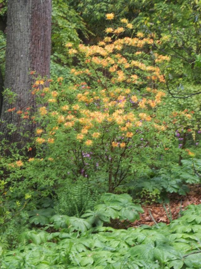 Future Plants by Randy Stewart: Azalea - Deciduous Species