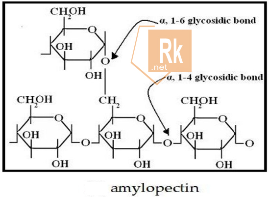Polimer Alami Karbohidrat Golongan Polisakarida (Pengertian, Pembagian ...