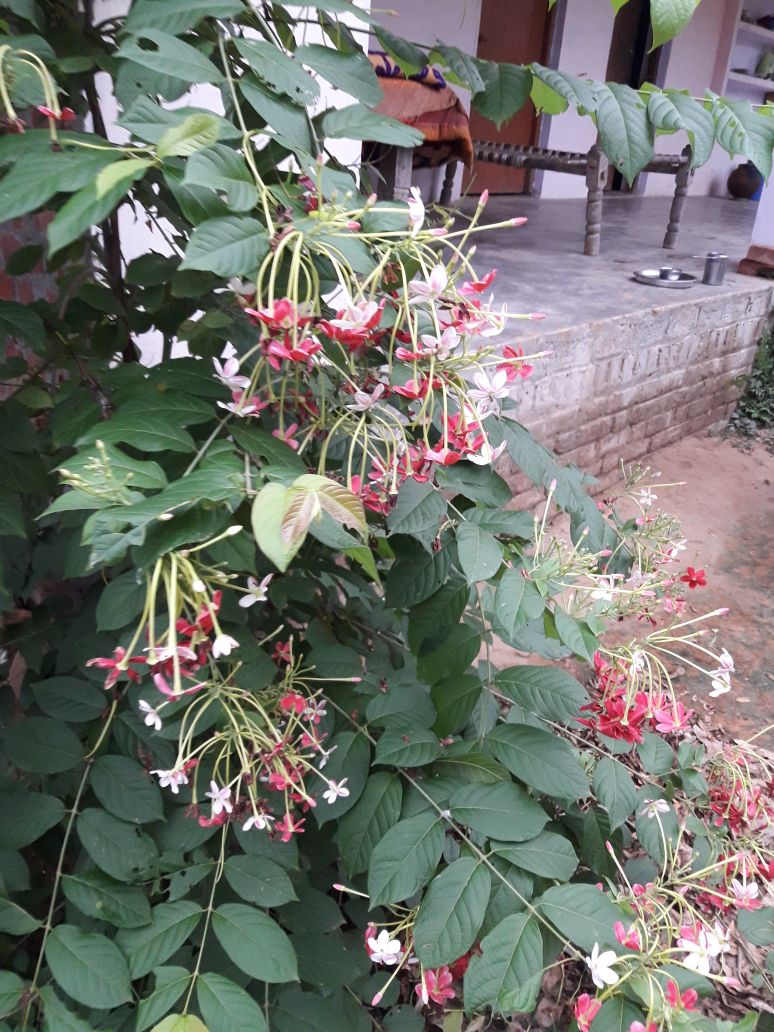 How to grow Madhumalati in your garden, increase the beauty of ...