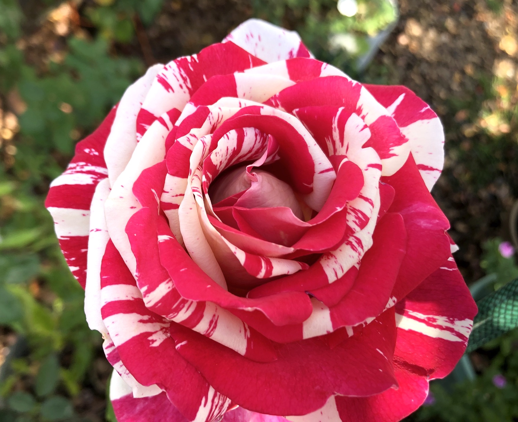 Spring rose care: How to get the best blooms