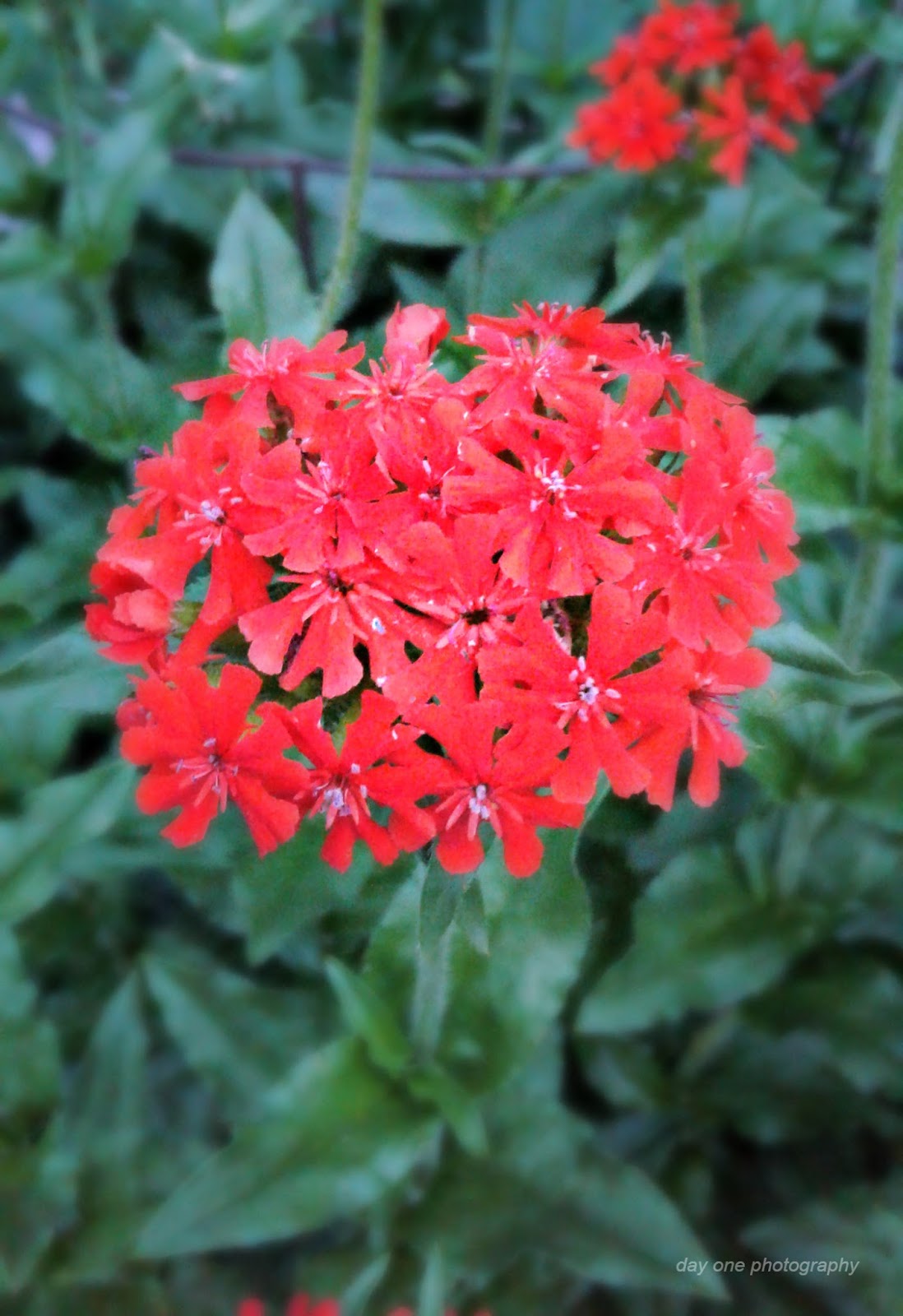Day One Photography: Red Blooms