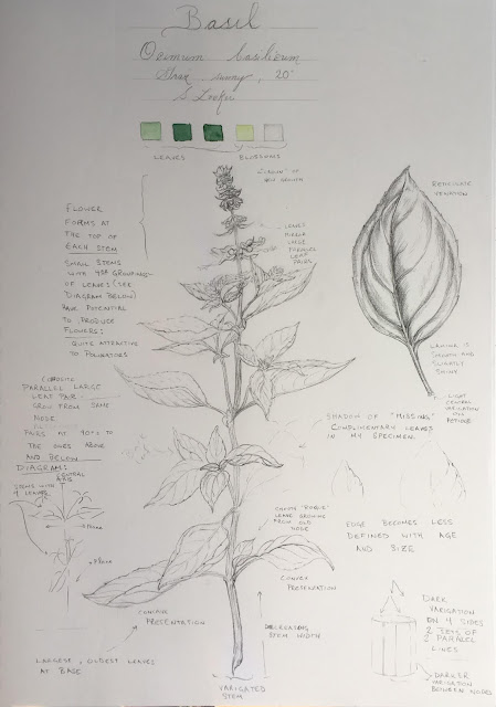 Step by step developement of my Basil Plant study