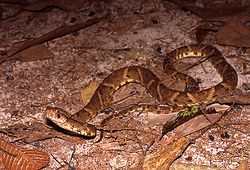 PLAAN : Jergón - Bothrops atrox......La Serpiente Más Temida de Perú