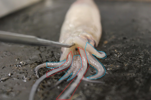 Biology and stuff (bio 11 class)