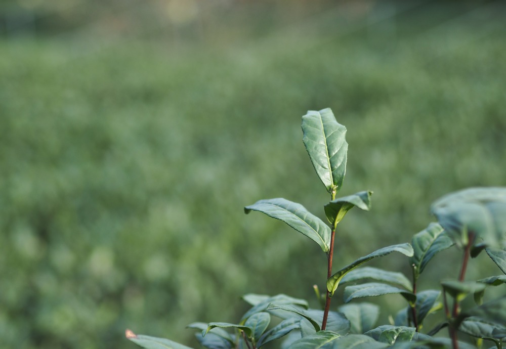China: the tea fields of Longjing- the source of the best tea in China ...