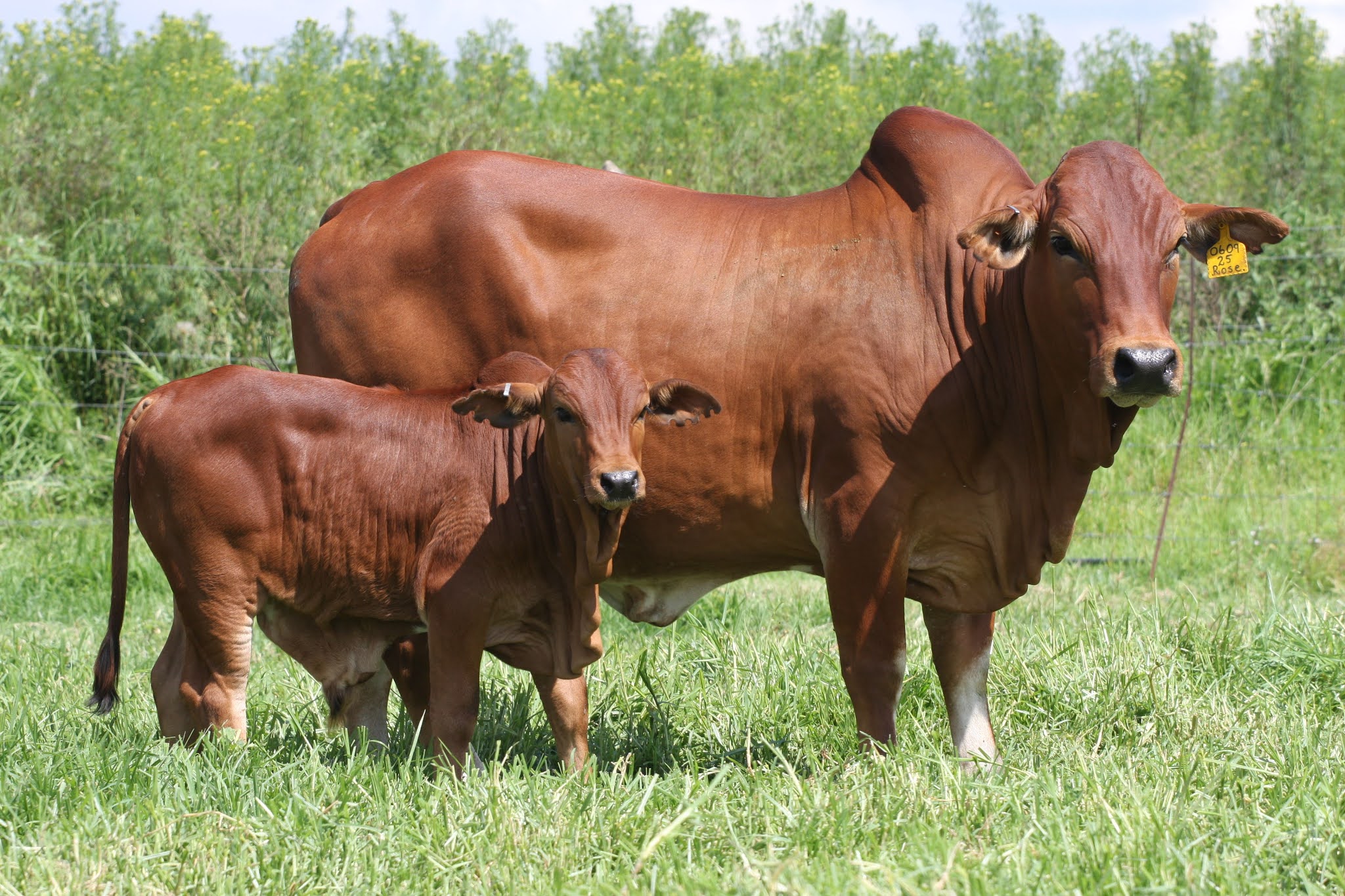 BORAN CATTLE: BEEF CATTLE BREED BORAN CATTLE: BEEF CATTLE BREED