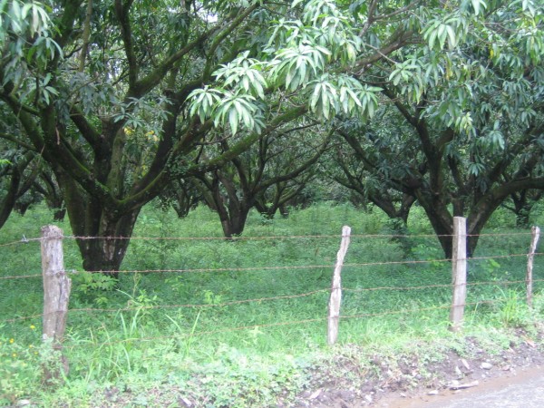 Family Travel Blog : Mango's Abound