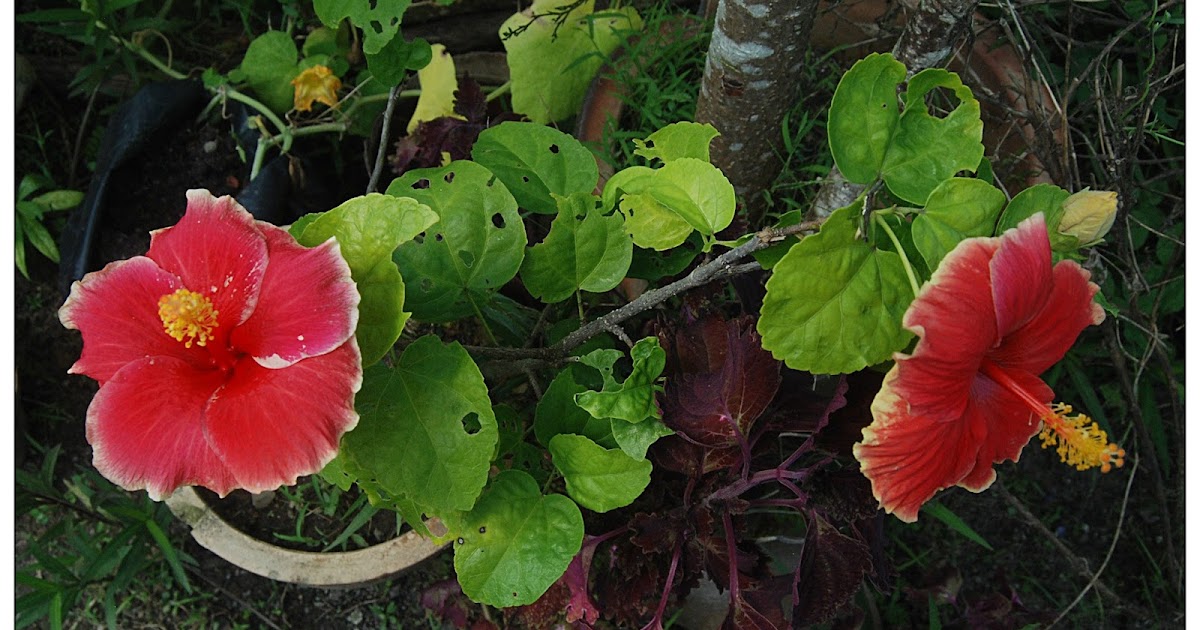 My Green Eye's: Bunga Raya: Hibiscus