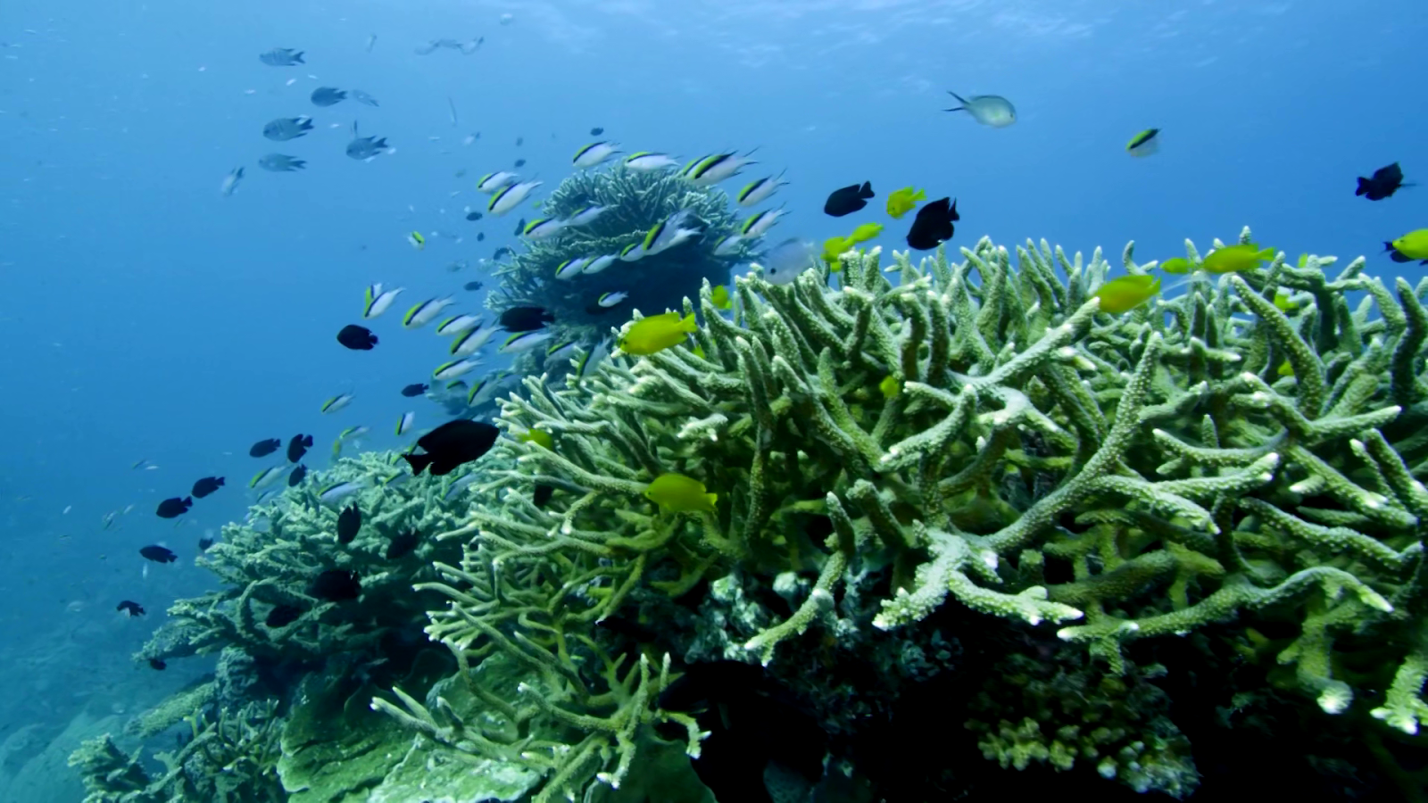 Asadal: BBC Blue Planet Revisited 2/2: Great Barrier Reef (2020)