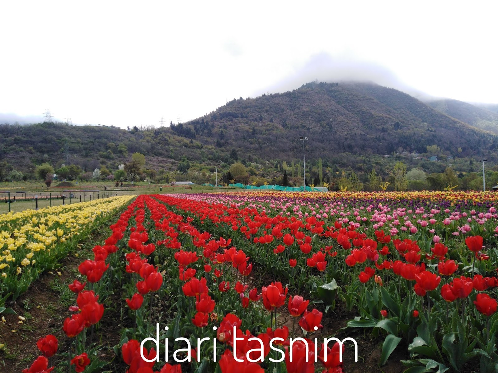 tIntA taSnIm: Kembara India Part 4 : Spring In Kashmir