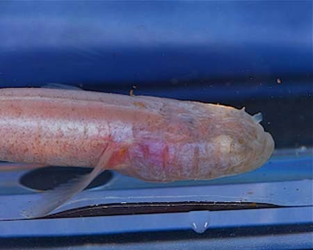 INDONESIAN FRESHWATER FISH COMMUNITY - IFFC: 6 Species of Family ...