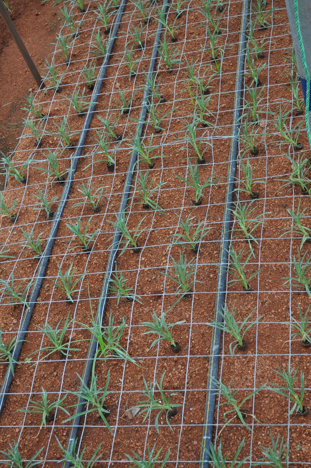 Fresh into Floriculture !!: The Carnation Unit.