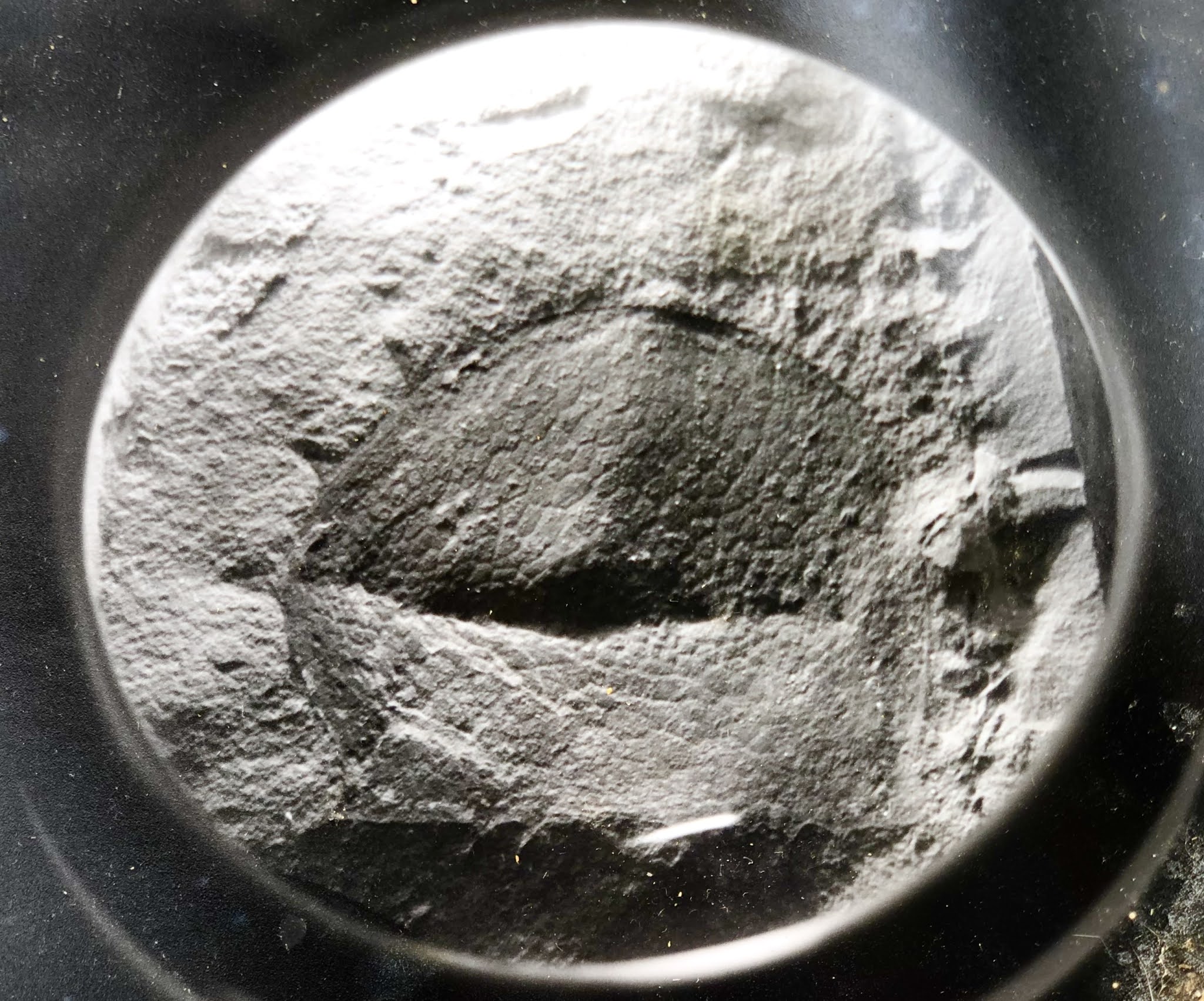 FOSSIL HUNTRESS: EAGER FORMATION: TUZOIA