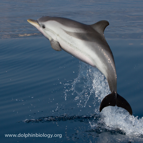 Dolphin Biology and Conservation: Young striped dolphin