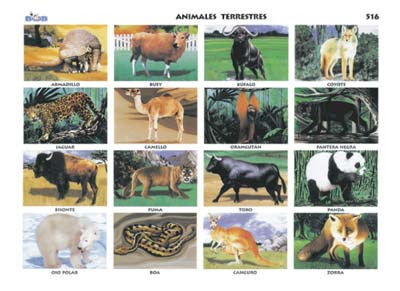 Los animales terrestres: animales terrestes